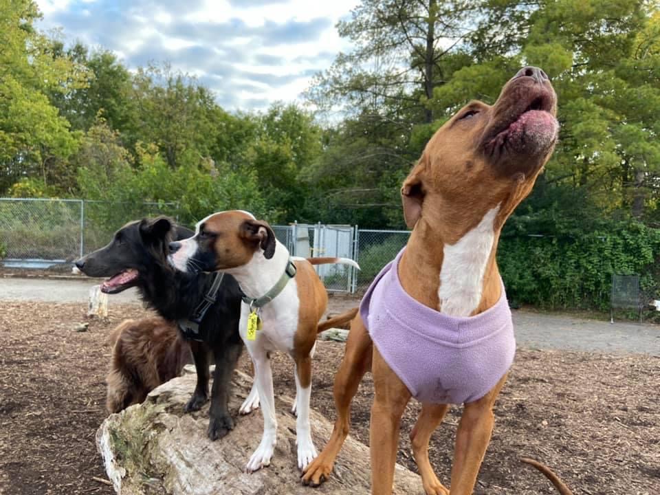 Four Paws Pet Care and Kennel | Services | Doggy Day Care