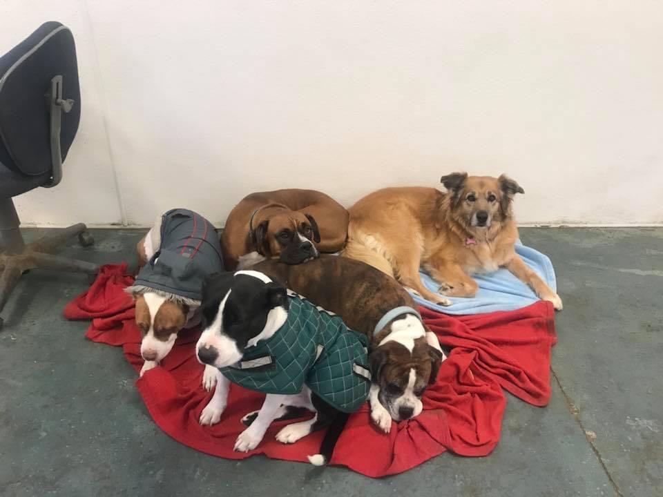 Four Paws Pet Care and Kennel | The Dogs of 4 Paws