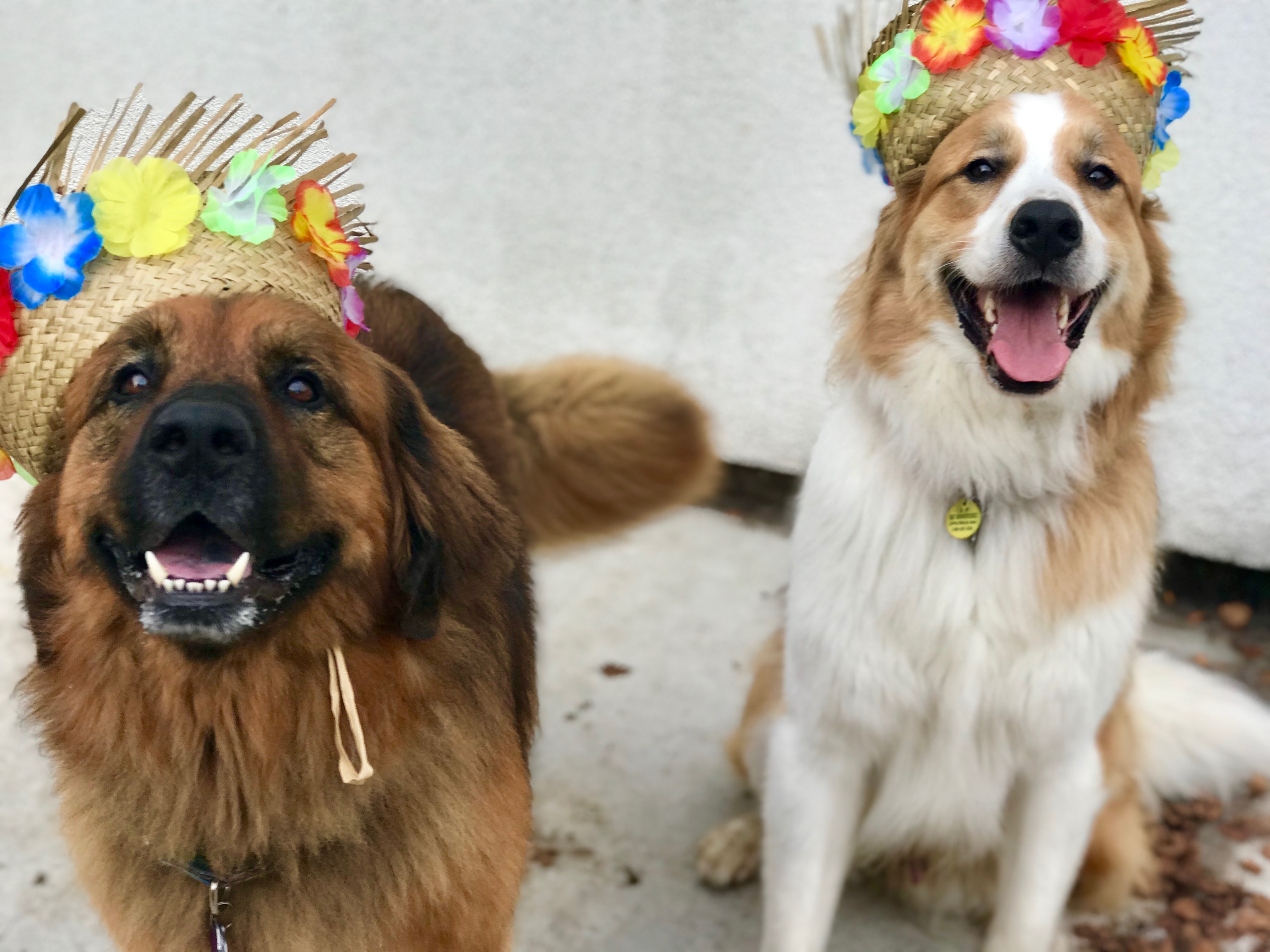 Four Paws Pet Care and Kennel | The Dogs of 4 Paws